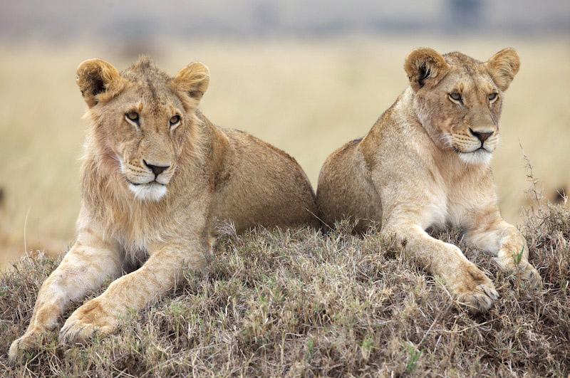 African Cats, la recensione