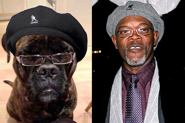 Questo cane è uguale a Samuel L. Jackson (FOTO)