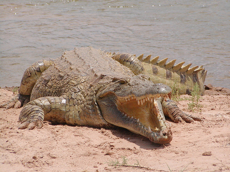 Alcuni marchi di moda investono in allevamenti di coccodrilli