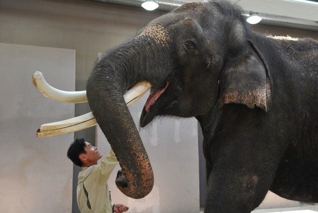Koshik, l'elefante che parla con la proboscide