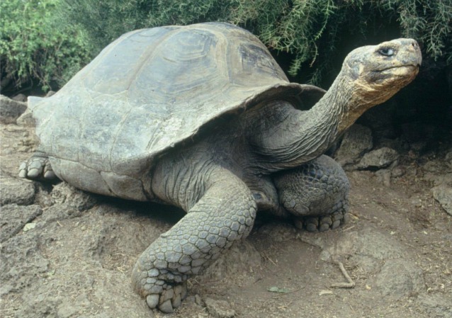 Lonesome George non era solo: le parenti della specie estinta