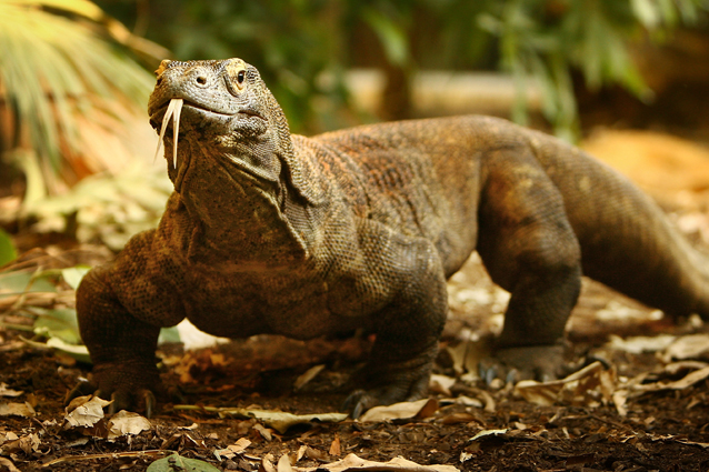 Attaccata da un varano, signora di 83 anni combatte e vince