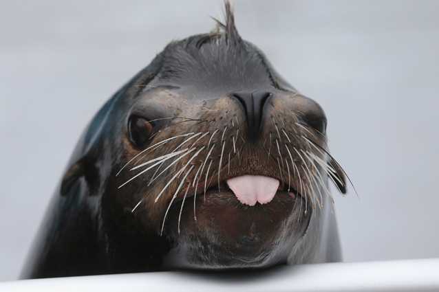 Avvistata foca a Venezia, segnalazione attendibile