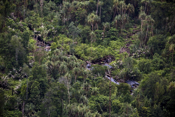 L'Europa è il leader mondiale della deforestazione secondo Greenpeace