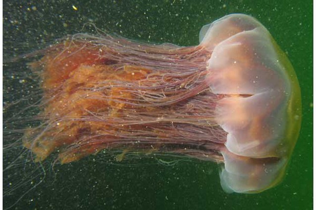 Medusa gigante sulle coste della Tasmania (FOTO)