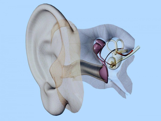 Un farmaco per recuperare l'udito perduto