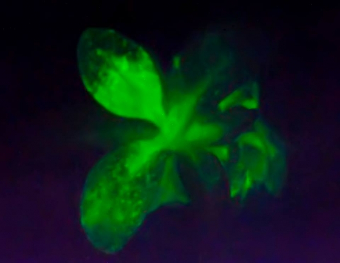 Starlight Avatar, la pianta che fa luce senza elettricità (FOTO)