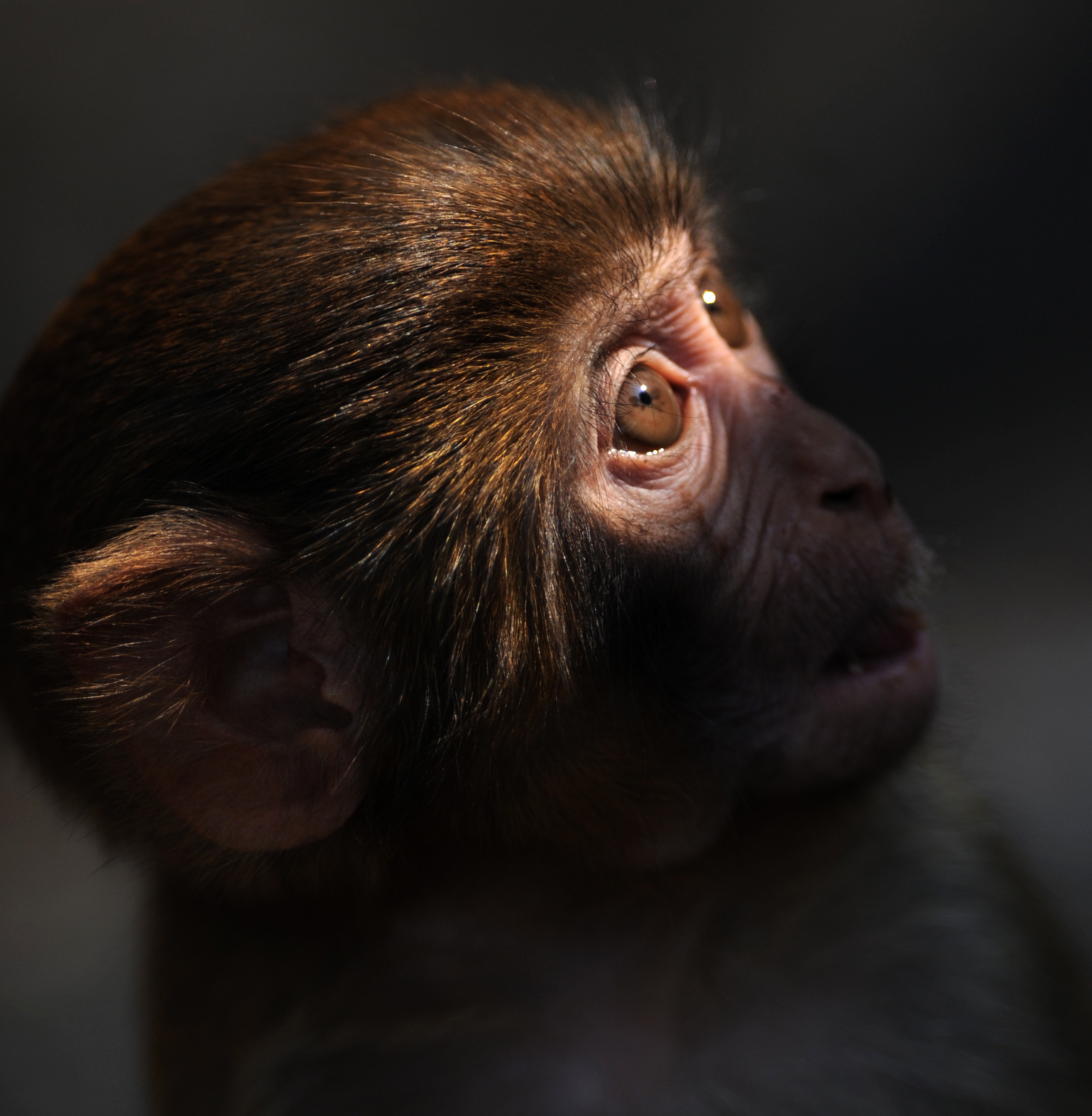 Quei 900 macachi in viaggio verso la vivisezione (e la morte)