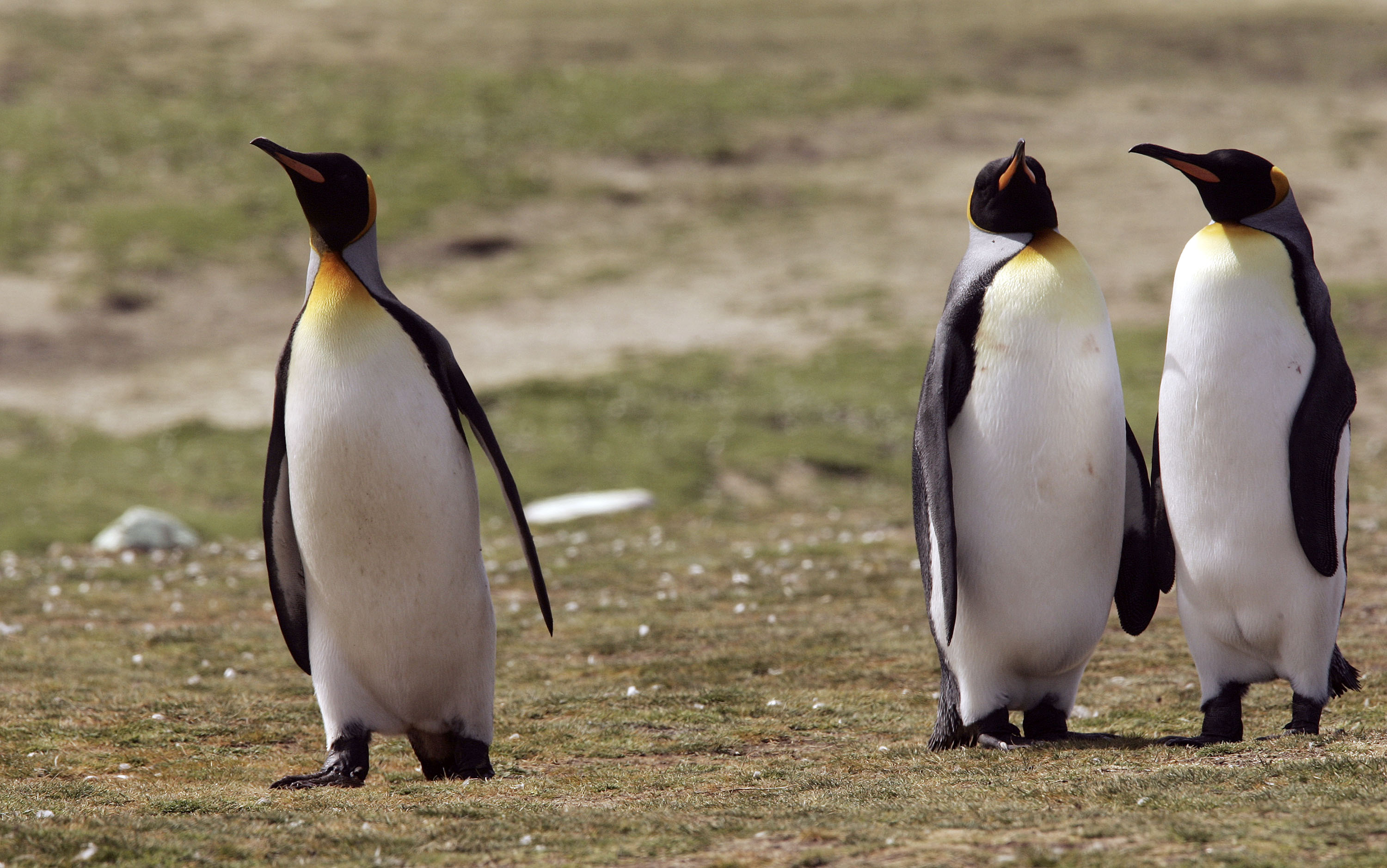 I pinguini reali e l'Isola Macquarie, storia di un miracoloso ripopolamento