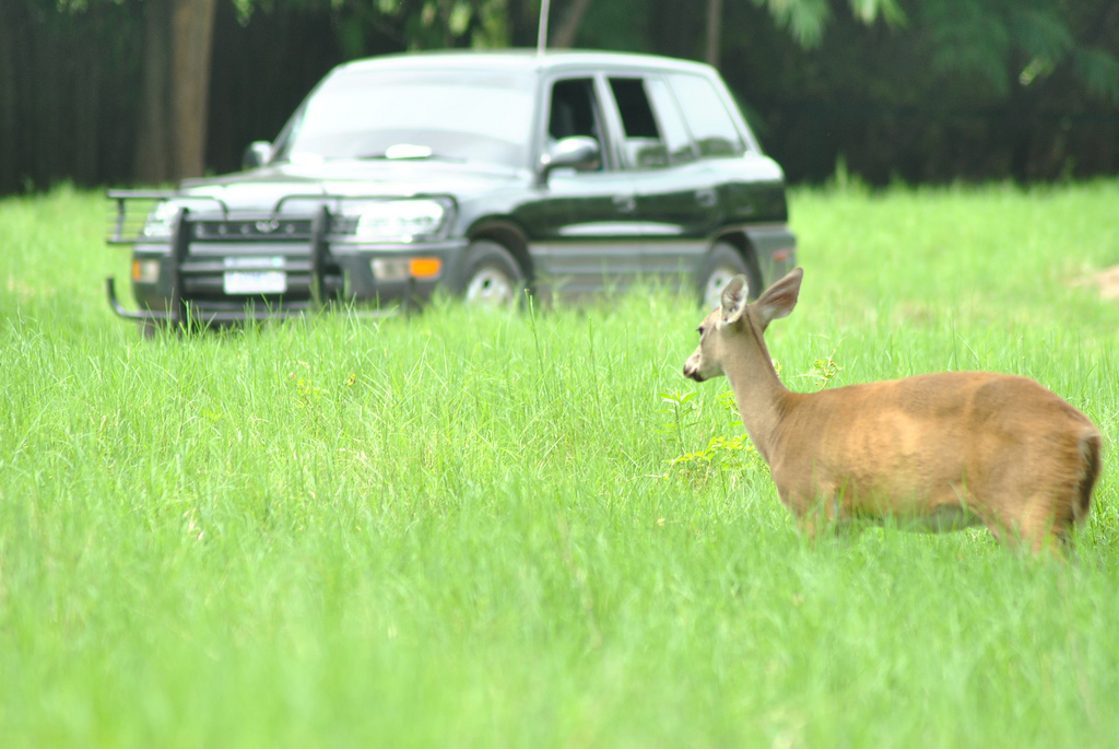 Zoosafari in Italia, i parchi faunistici di Fasano e Bussolengo