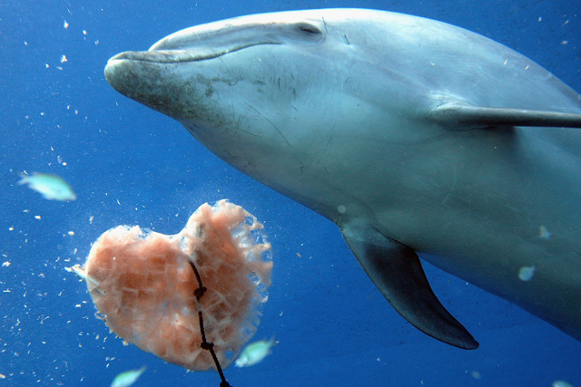 Dove incontrare i delfini nel Mediterraneo