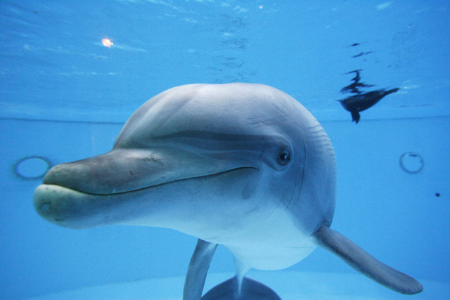 Dove incontrare i delfini nel Mediterraneo