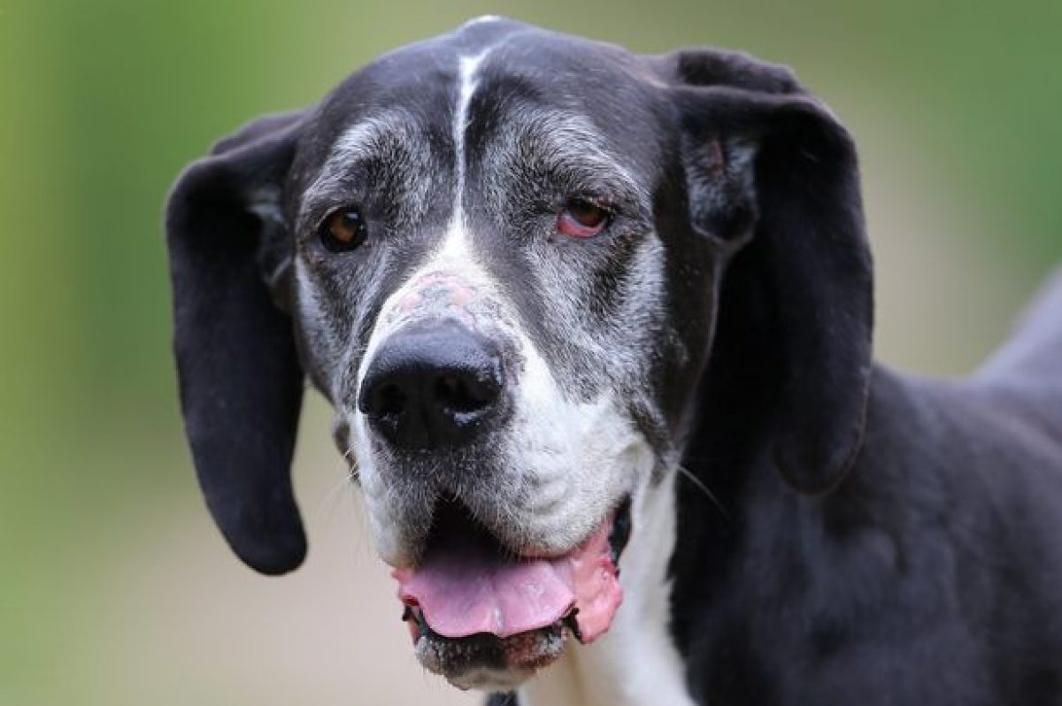 Cane annusa pianta tossica: danneggiato per sempre il suo naso