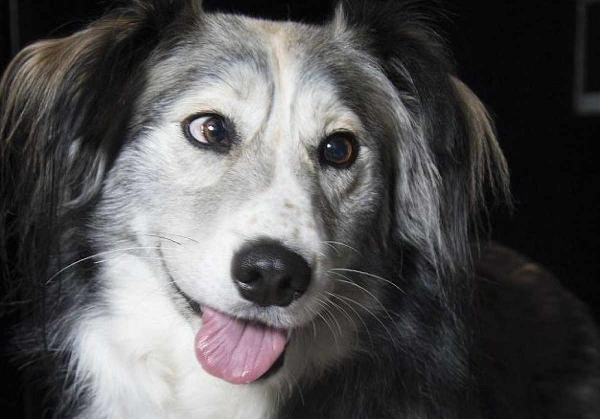 Dennis, il cane strabico che nessuno voleva: ora vive felicemente con ...