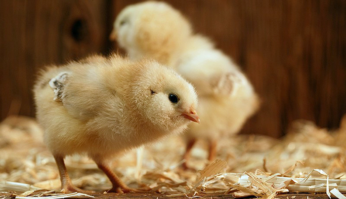 Uccidono tre pulcini con crudeltà: indagati tre bambini tra i 10 e gli ...