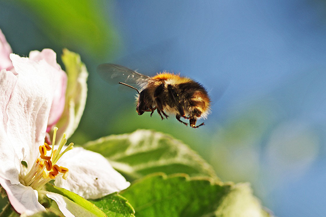 La regina costruisce da zero il nido: la telecamera spia il calabrone ...