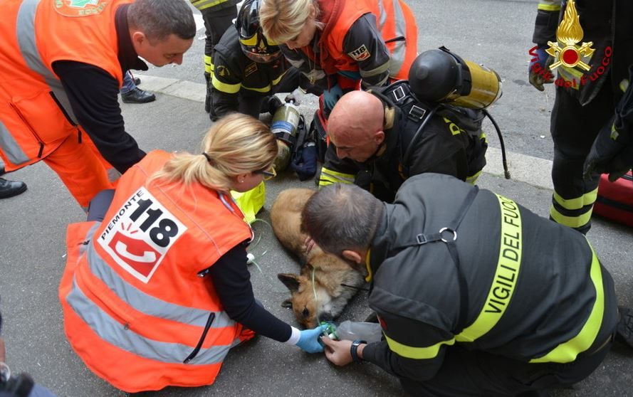 I vigili del fuoco salvano persone e le estraggono dalle macerie del ...