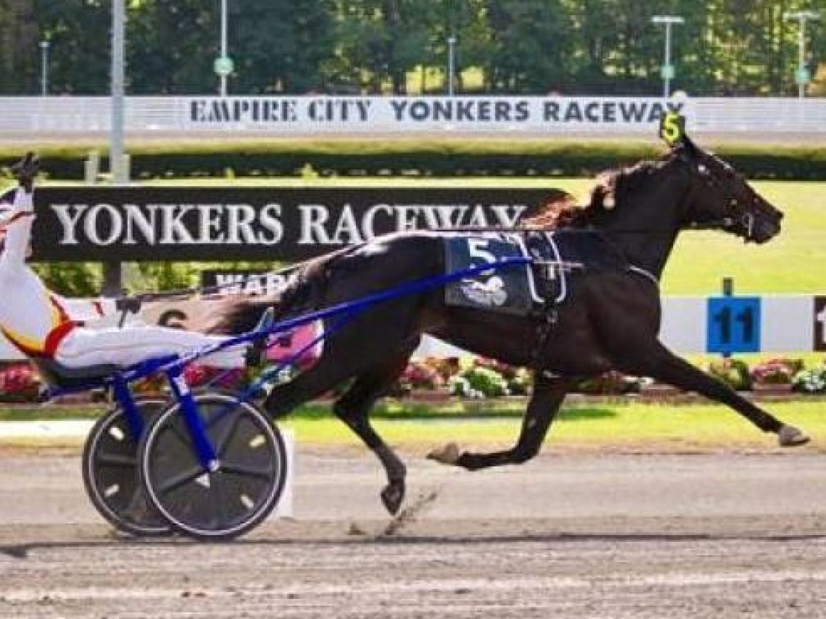 Zacon Gio, l'impresa del cavallo pagato mille euro che ha vinto una ...