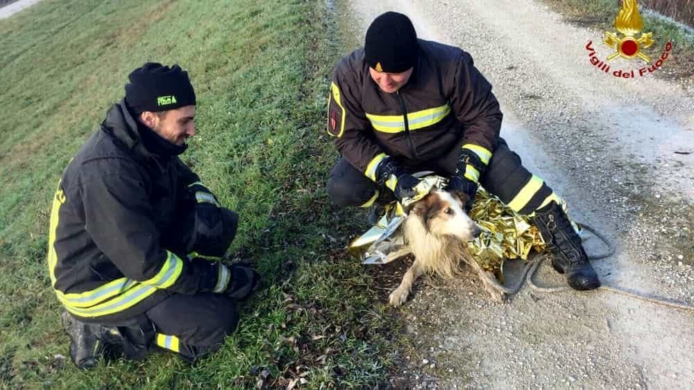 Crotone: i vigili del fuoco salvano cane da un incendio praticandogli ...