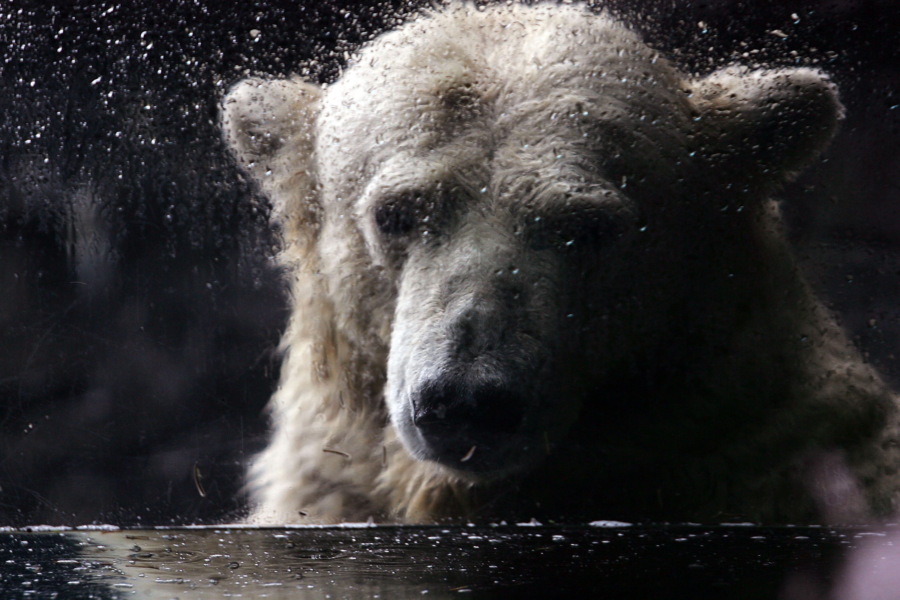 Orso marsicano di 200 kg investito e ucciso da pirata della strada ...