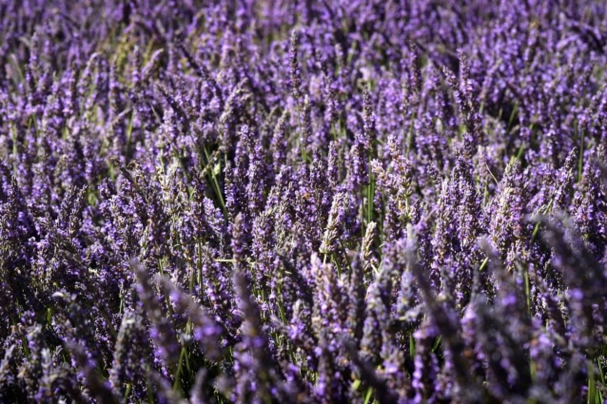 Lavanda: proprietà, usi e come coltivarla sul tuo balcone