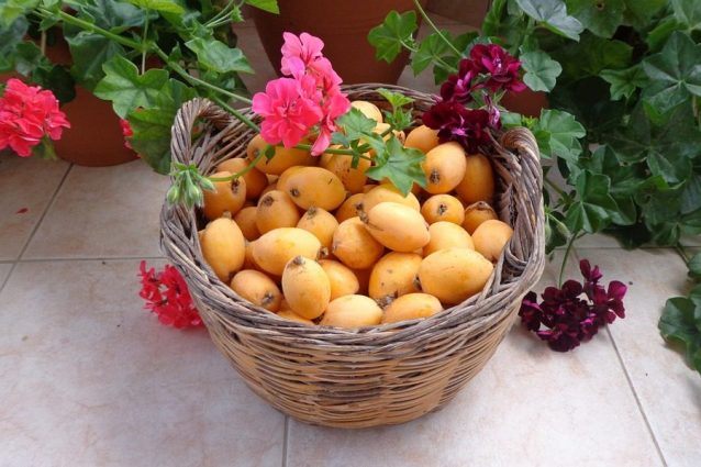 Nespole: proprietà benefiche, usi e controindicazioni