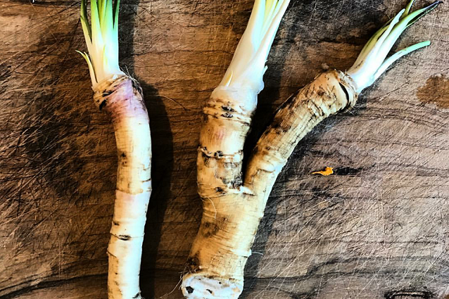 Rafano: proprietà, usi e controindicazioni