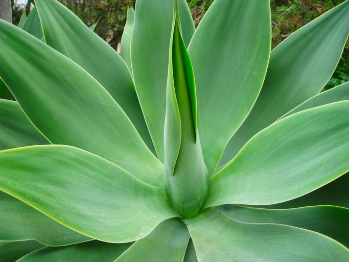 Agave: proprietà benefiche, usi e controindicazioni