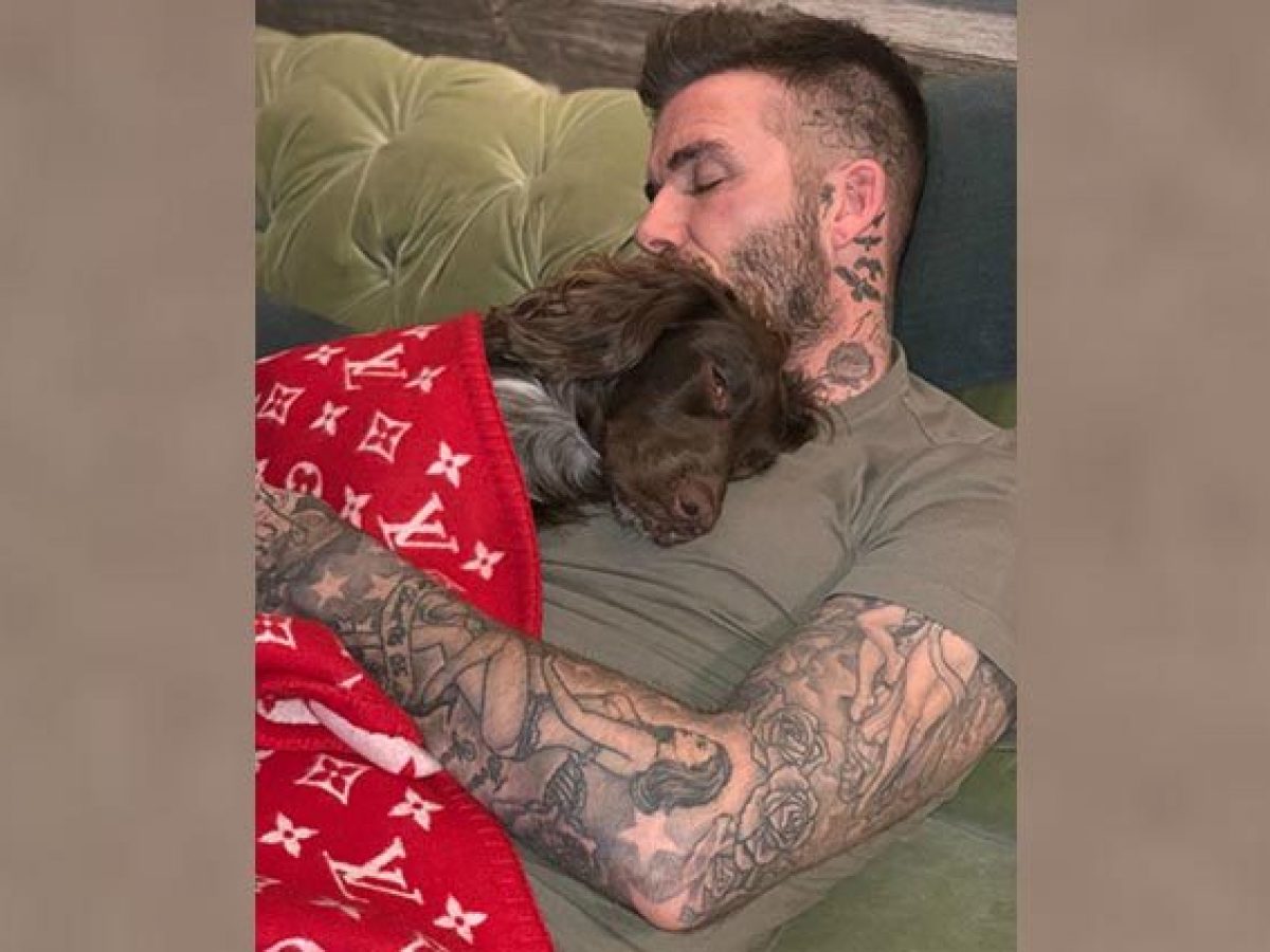 Anche il cane di David Beckham ama il lusso: la sua coperta è griffata ...