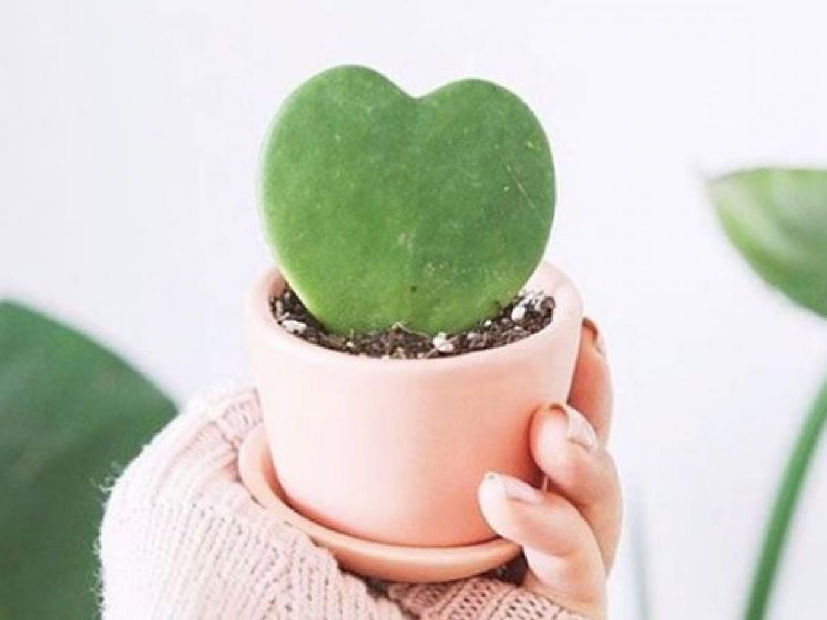 L Hoya Kerrii La Pianta Grassa A Forma Di Cuore Aggiunge Un Tocco L Hoya Kerrii La Pianta Grassa A Forma Di Cuore Aggiunge Un Tocco