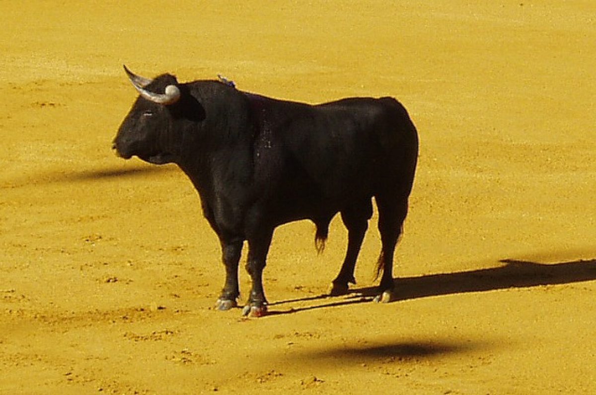 Nonno si fa incornare dal toro imbizzarrito per salvare il nipotino di ...