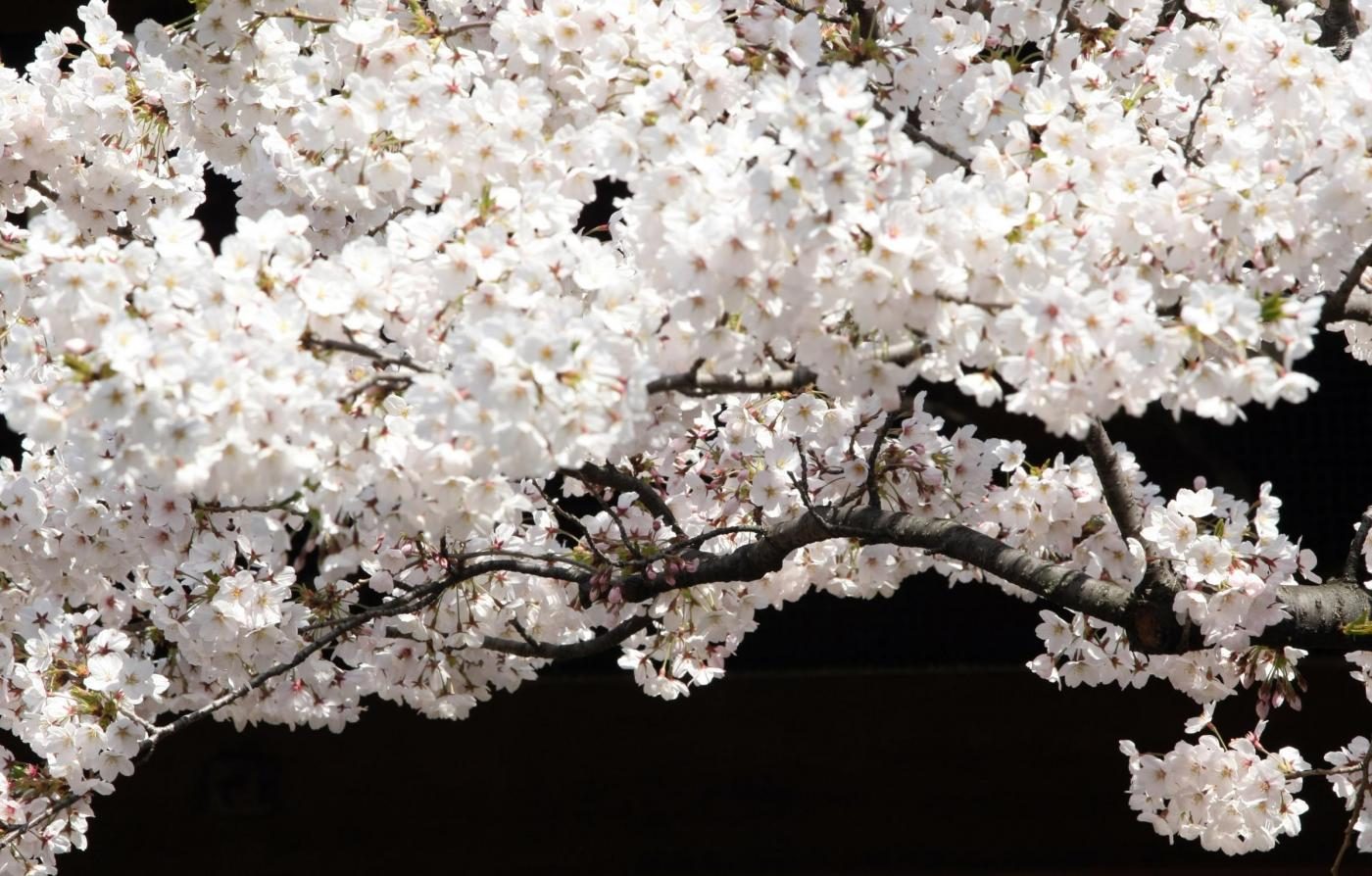 Hanami, la bellezza dei ciliegi in fiore all'Orto Botanico di Roma