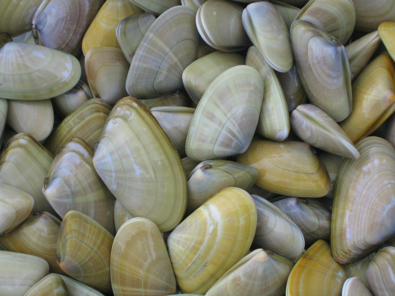 Fiumicino, dal 24 al 26 maggio torna la sagra della tellina: info e ...