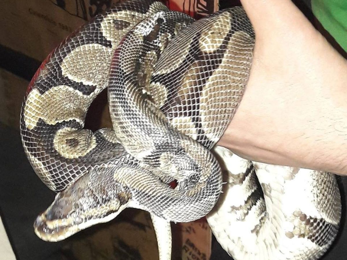 Pitone reale in un pub a San Lorenzo sequestrato dall'OIPA: era in una ...
