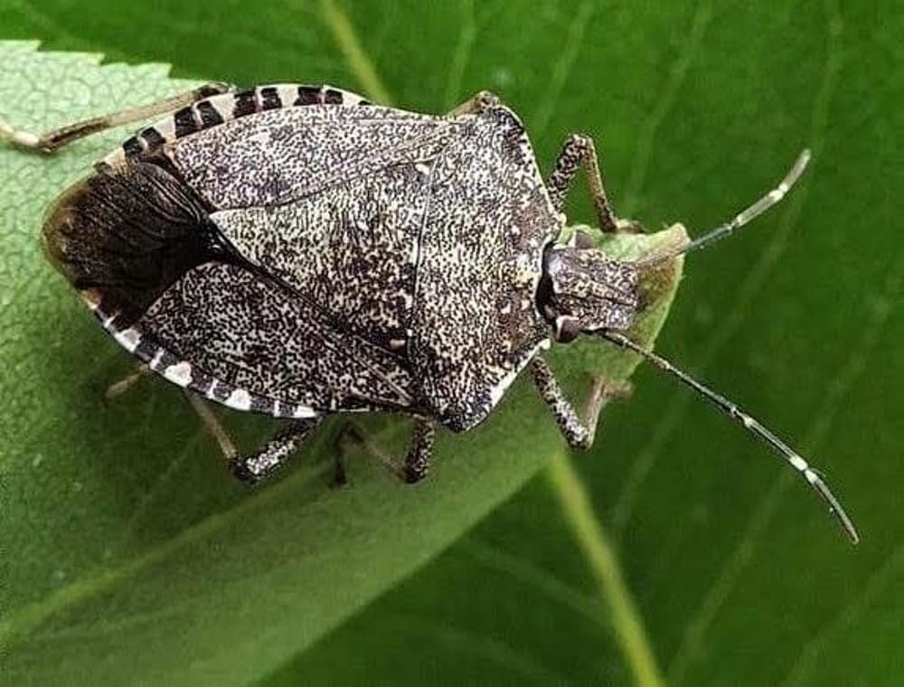La cimice asiatica minaccia i noccioleti di Viterbo (con cui si fa la ...