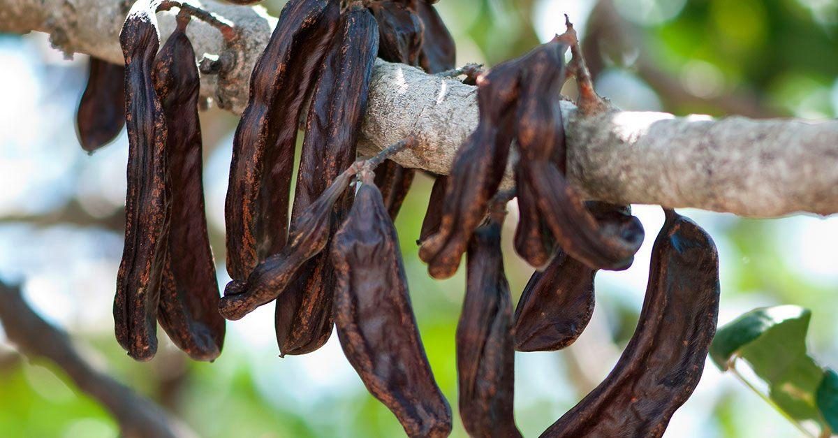 Carrube: proprietà, benefici e utilizzi in cucina