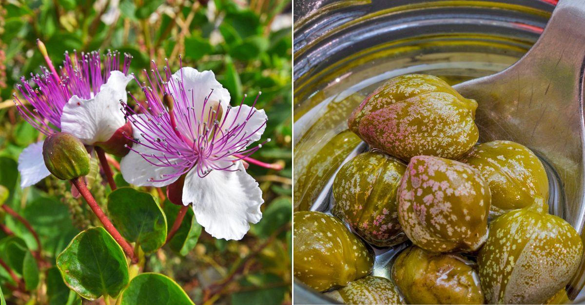 Storia e proprietà del cappero, l'ingrediente mediterraneo per eccellenza