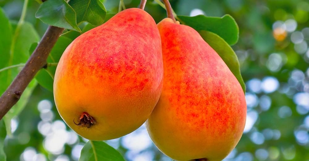 Pera nobile: storia, curiosità e usi in cucina della pera amata da ...