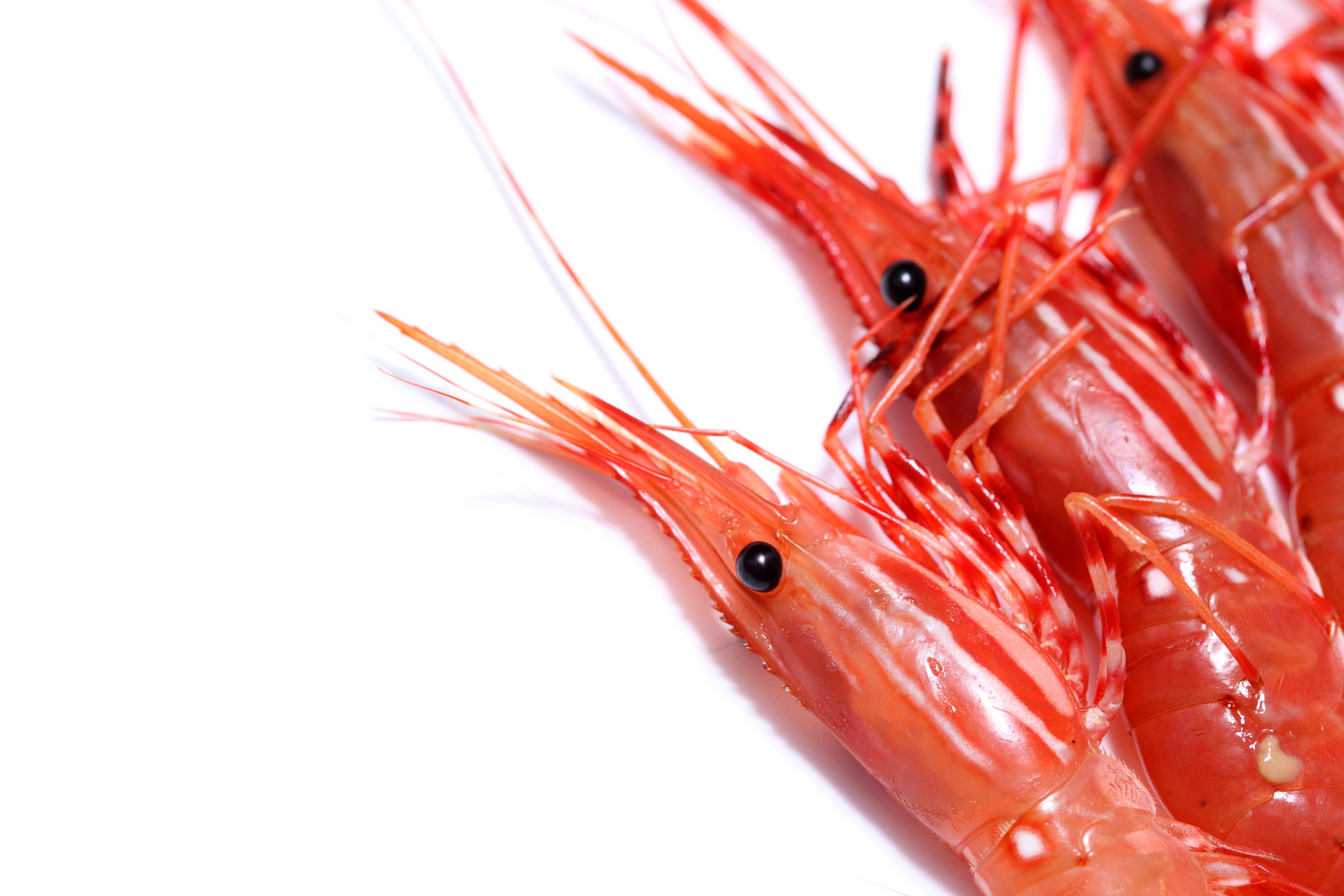 Gambero rosso di Sanremo, il gioiello del Ponente ligure amato dagli chef