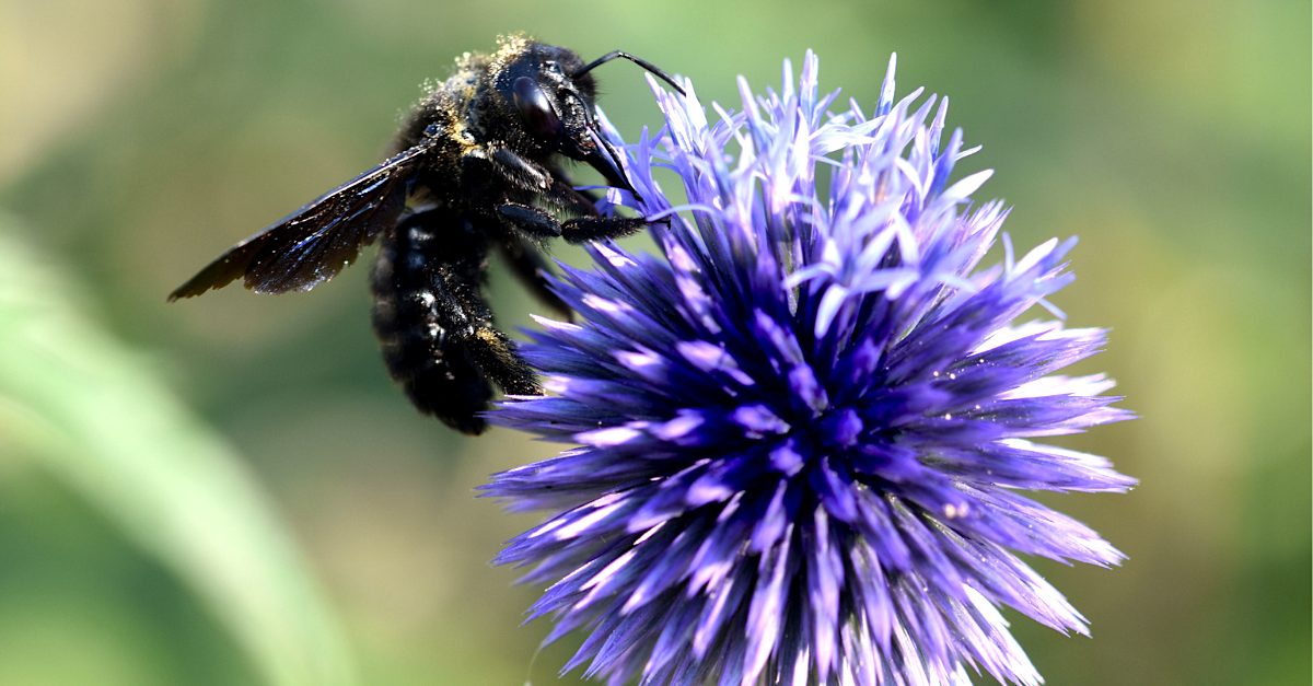 Piccola, scura e mansueta: cos'è l'ape nera siciliana, la specie a ...