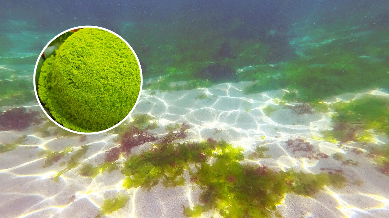 Plancton marino, dalle cucine stellate alle nostre case