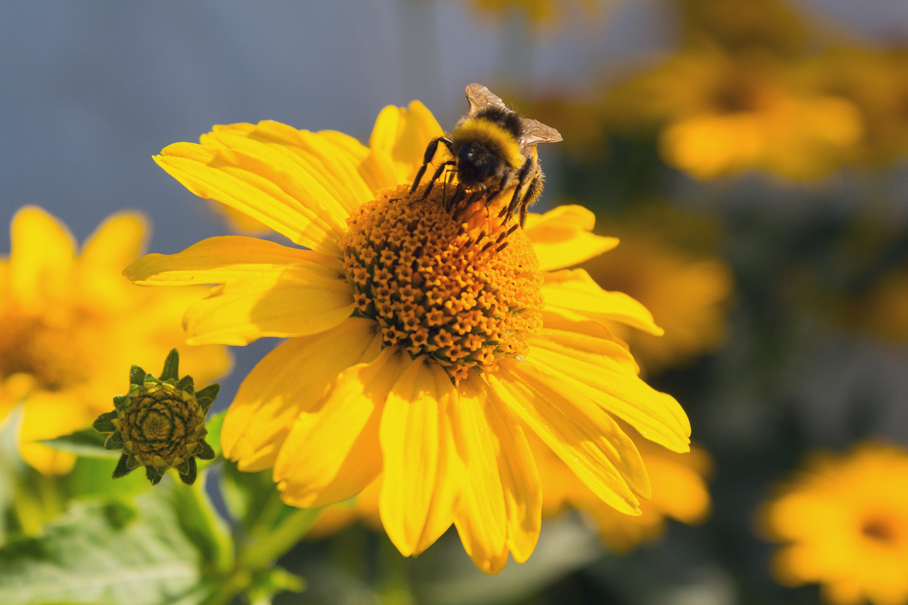 Everything you wanted to know about the bee pollens