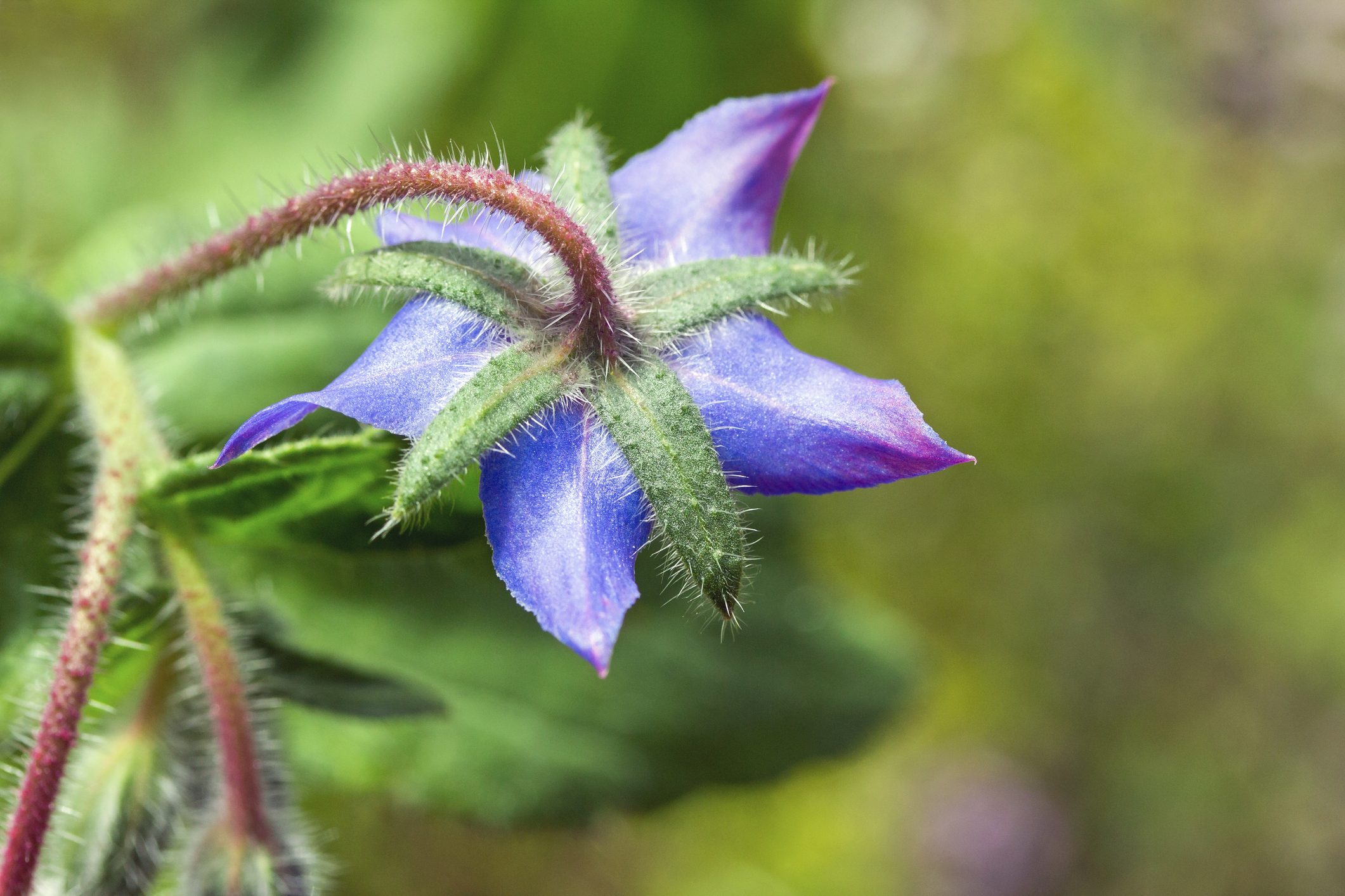 12 health benefits and effects of using borage oil