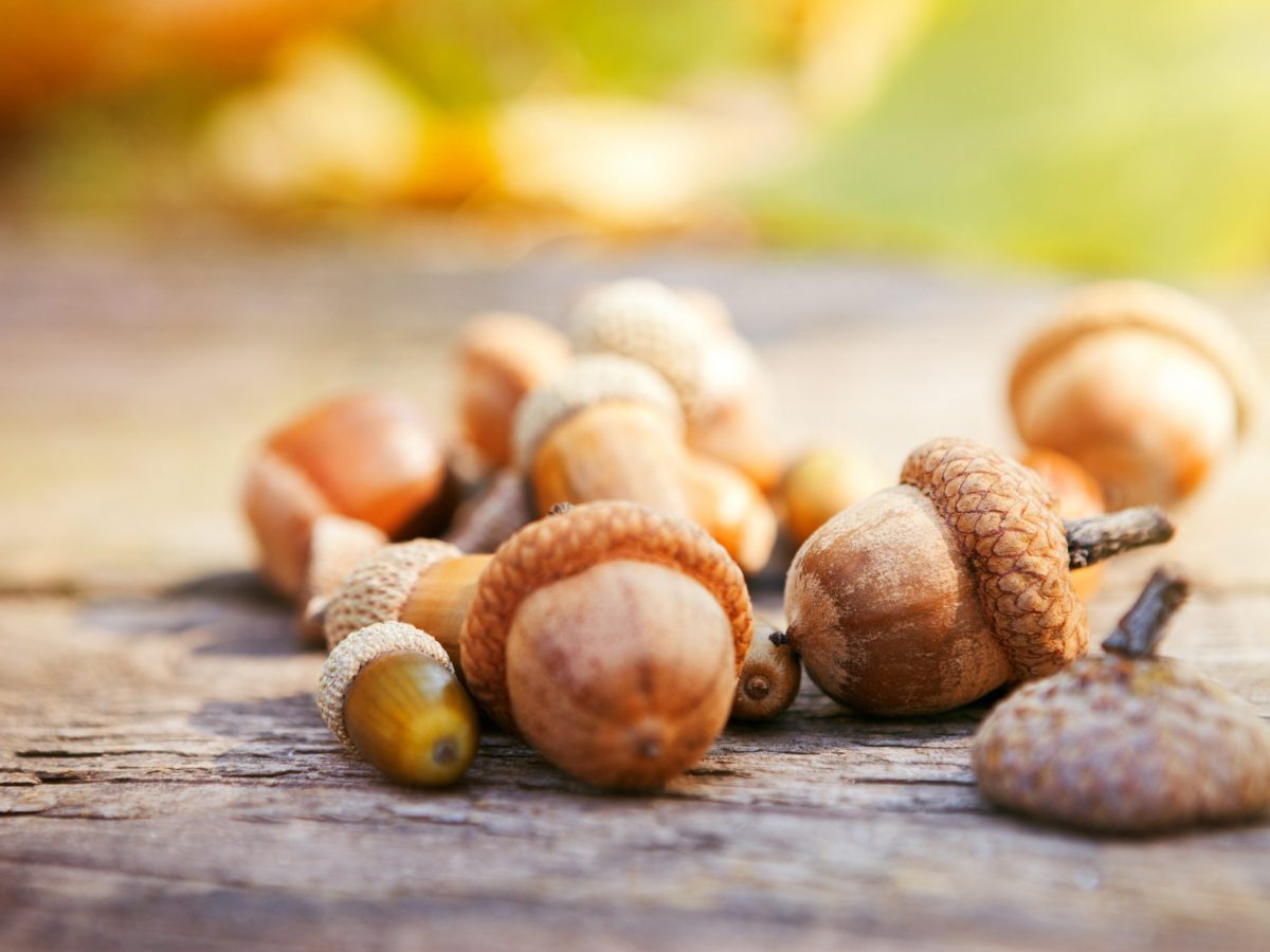 3 benefits and 3 downsides of consuming Acorns you should know about