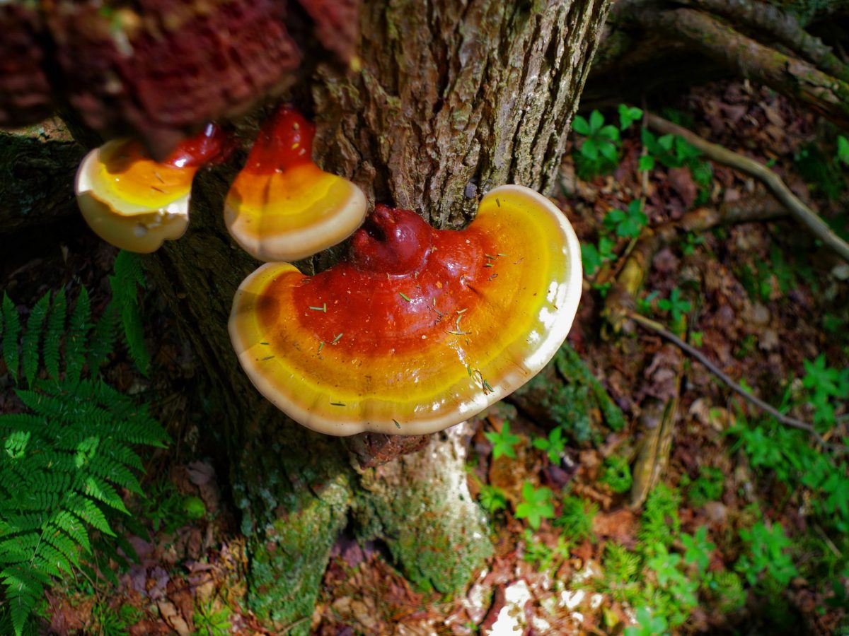 6 benefits of Reishi mushrooms | Cookist.com