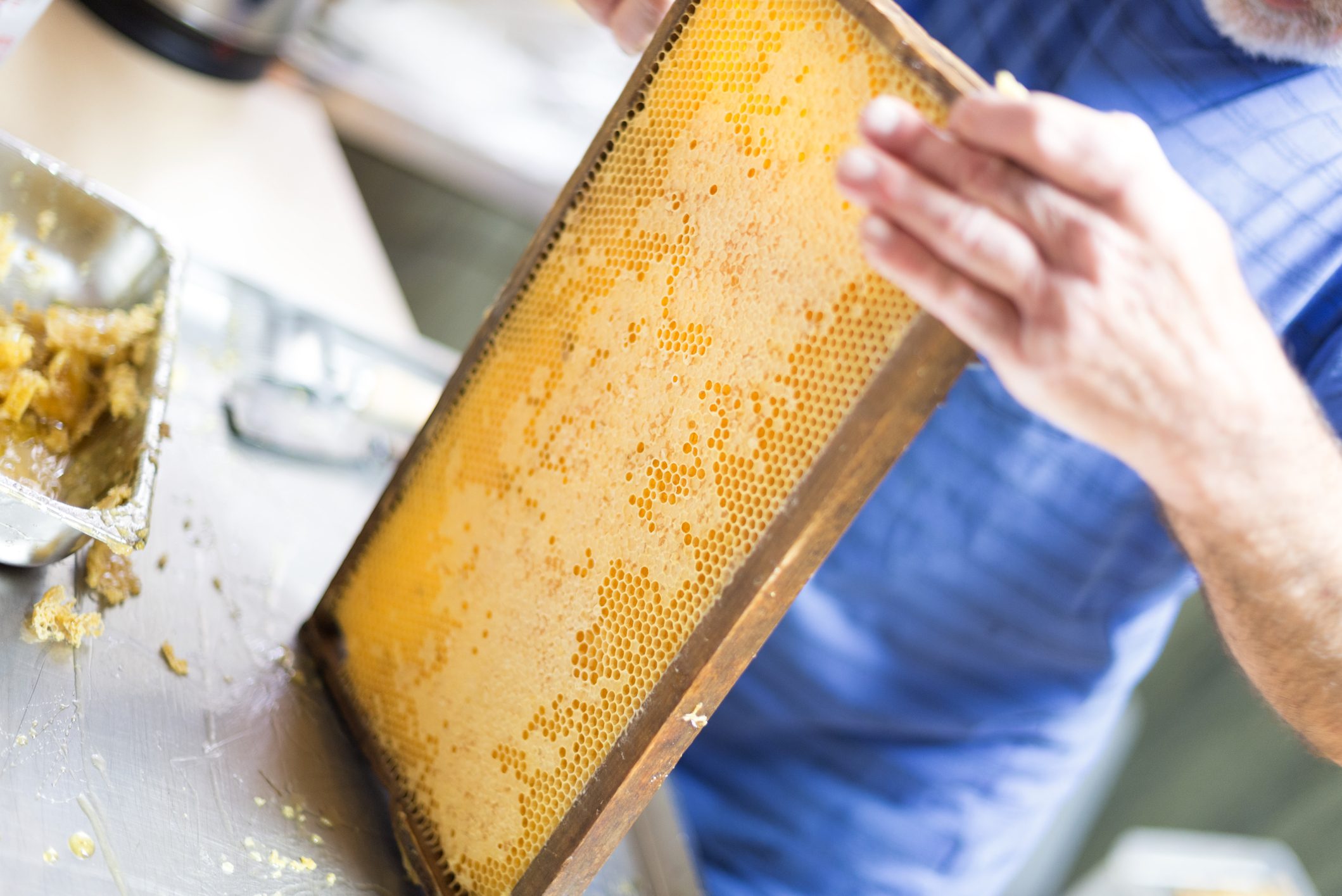 Propolis: beneficial properties and uses of the natural antibiotic