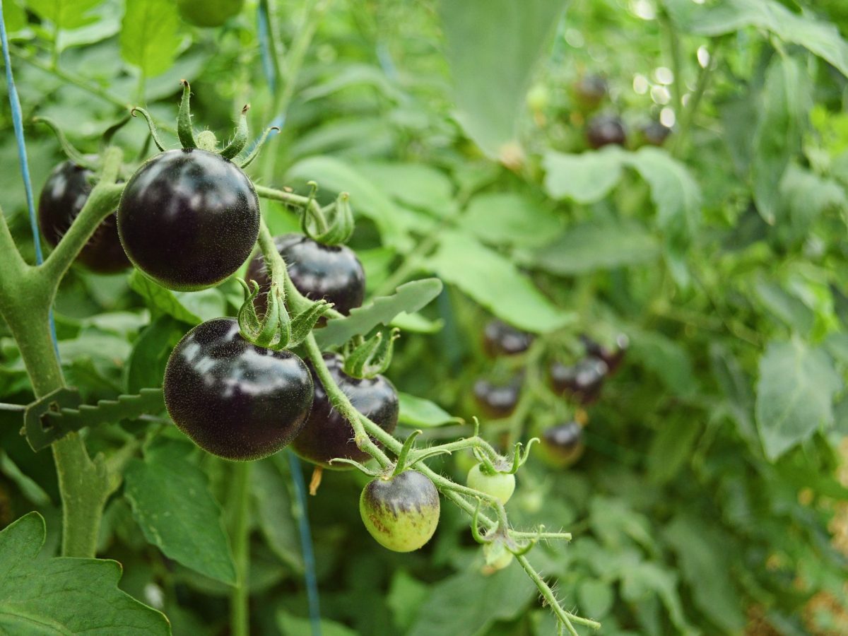 Will you eat Black Tomatoes? Why people are loving this new savory variety
