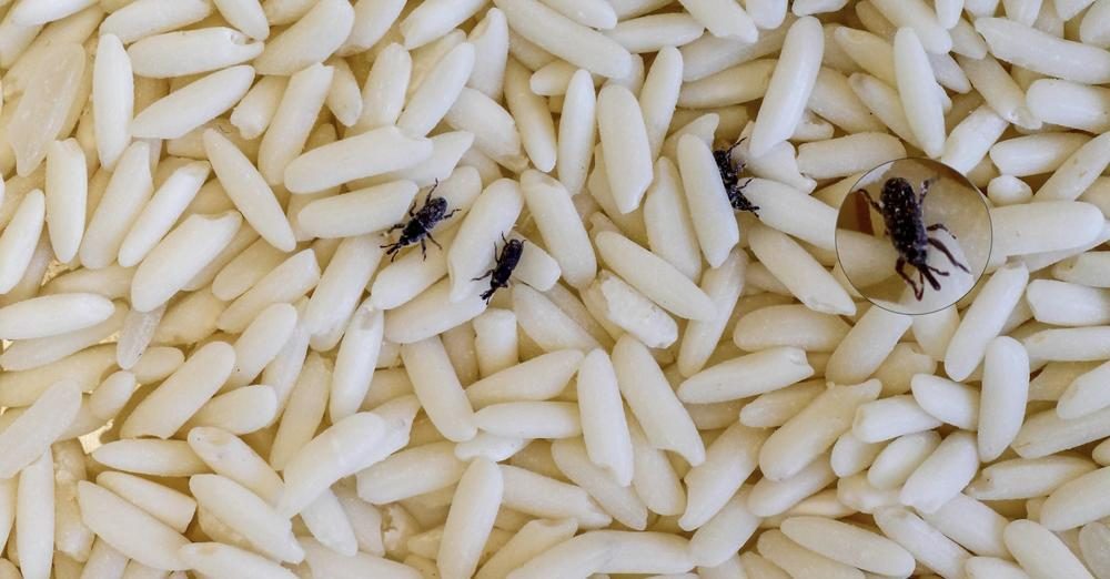 How To Prevent Common Pantry Bugs