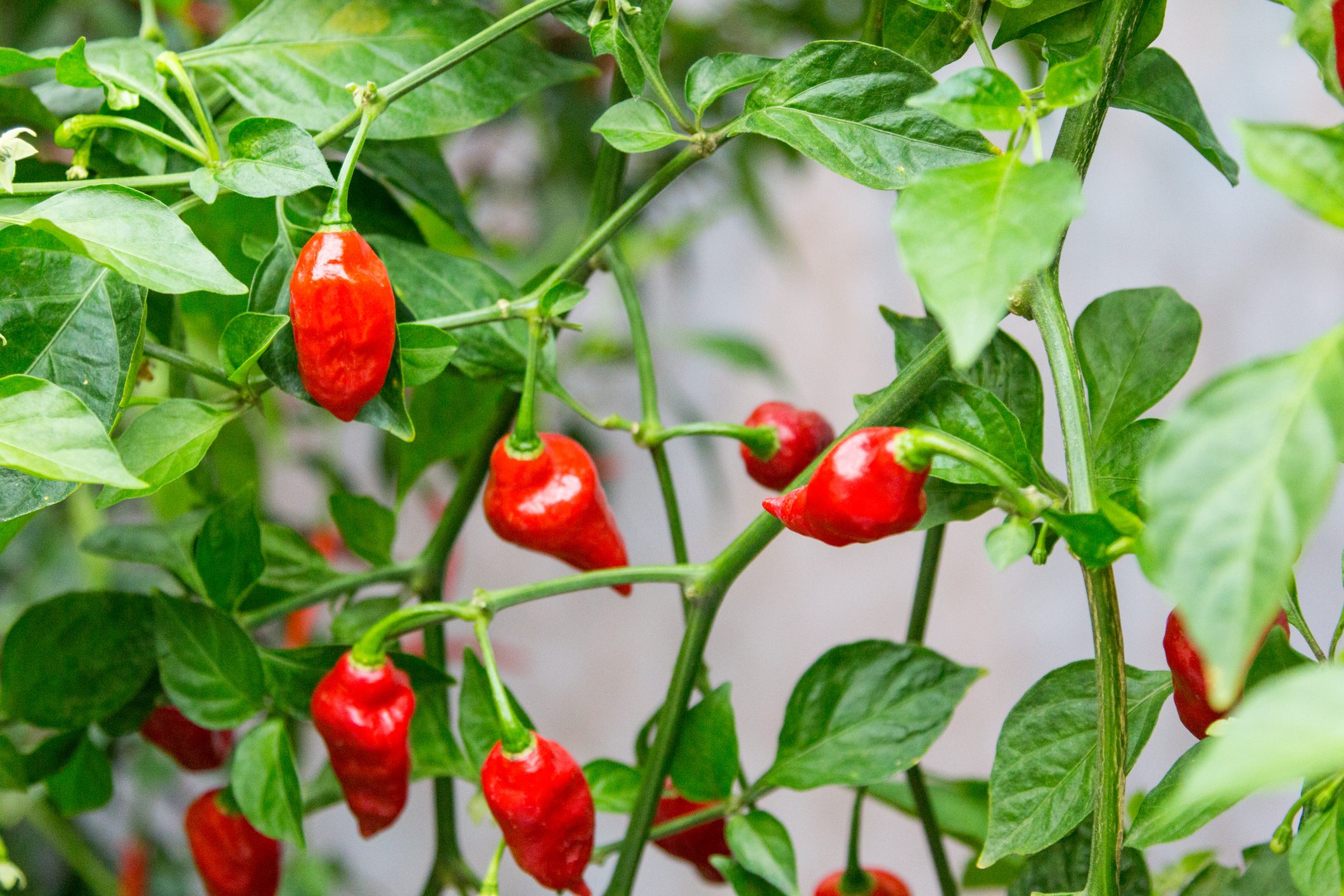 Is Consuming Chilli Pepper Really Good For Human Health