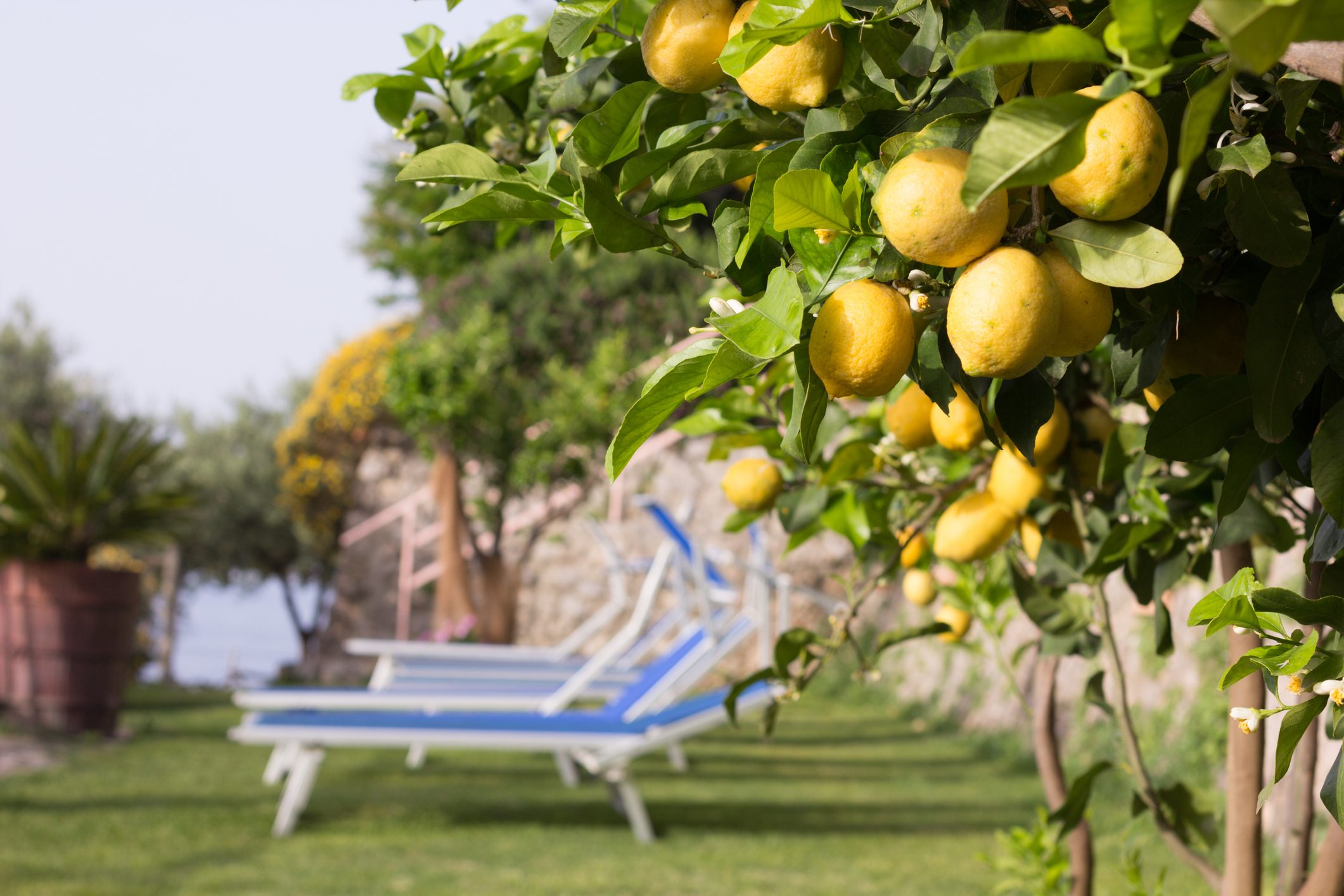 Simple Guide To Planting Your Own Lemon Tree From Scratch